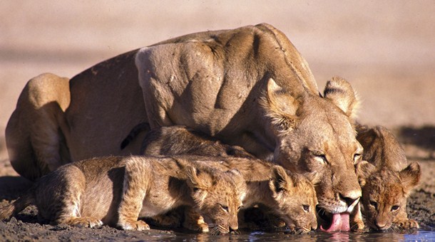 Imagenes de leona con sus crias - Imagui