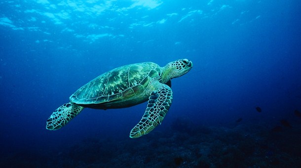 Fondo maritimo - Imagui